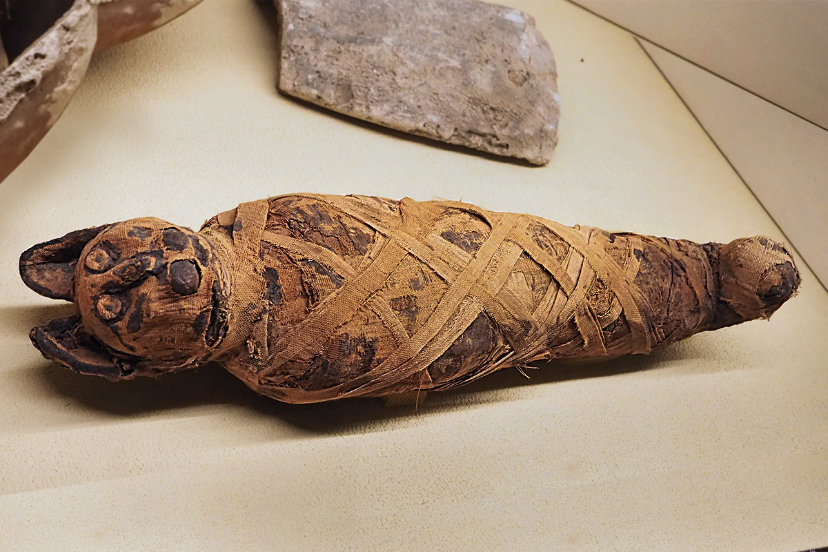 Mummified Snake