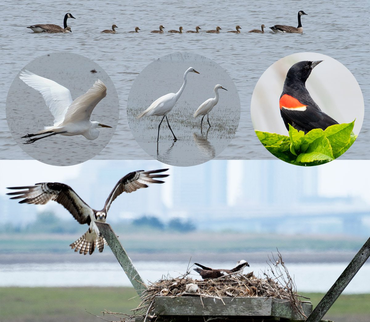 Coastal Wilderness, Endless Skies and Birds Galore - HOAGonSight