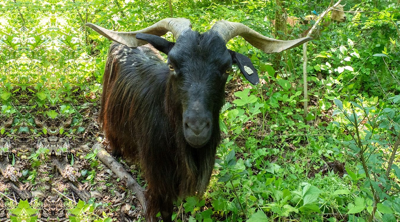 Operation Goat Munch Launches in Haddon Township’s Saddler’s Woods ...